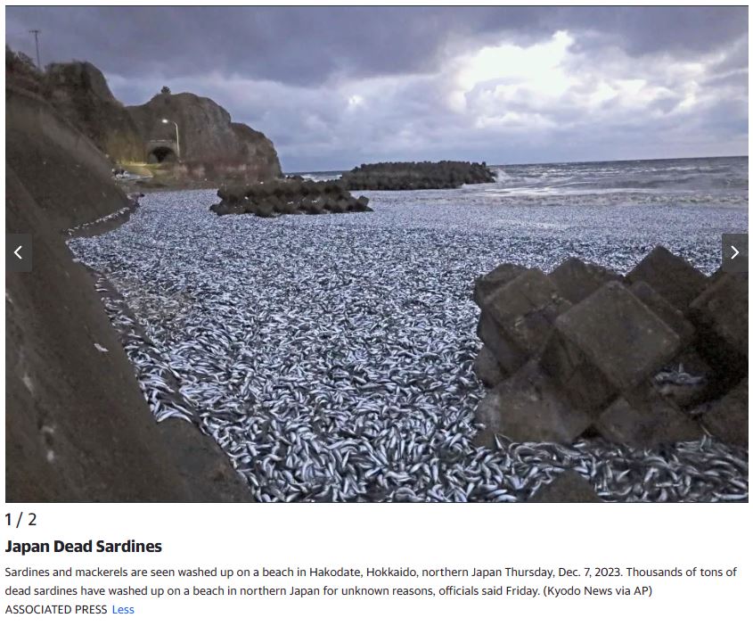 ဂျပန်မြောက်ပိုင်း ကမ်းခြေတစ်ခုမှာ တန် ထောင်ချီသော ငါး‌ေ-သများ သောင်တင ...